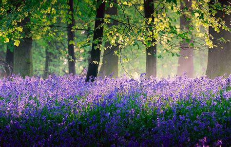 Spring England Wallpapers Wallpaper Cave