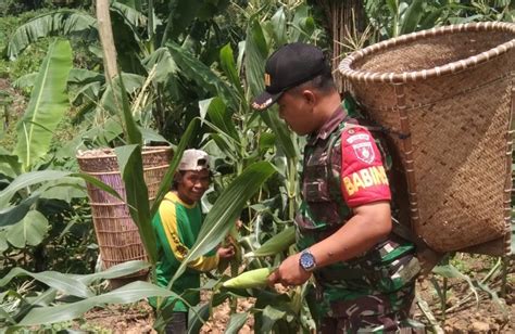 Ketahanan Pangan Dan Mendukung Swasembada Pangan Babinsa Bantu Petani