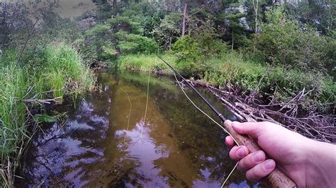 Brook Trout In Tiny Stream Dry Fly Fishing YouTube