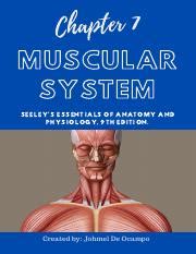Anatomy Physiology Chapter 7 Muscular System Pdf 7 R E T P Cha