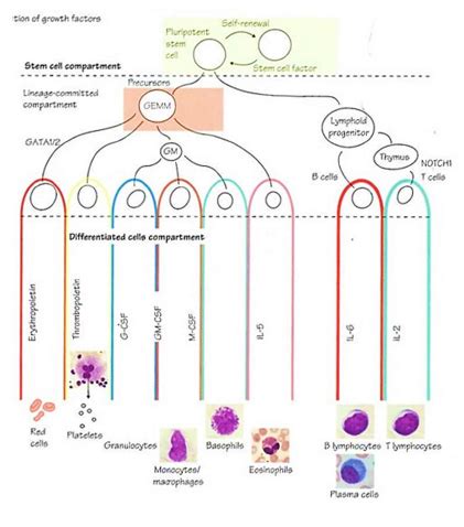 Bone Marrow Structure And Function Diagram Quizlet