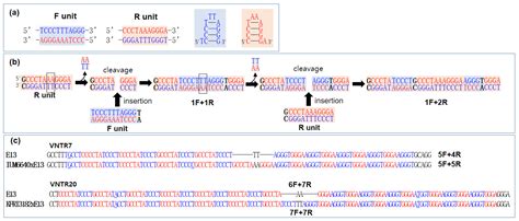variable number tandem repeats