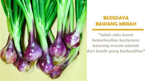 Cara Menanam Bawang Merah Hidroponik Sederhana Store Golden Farm
