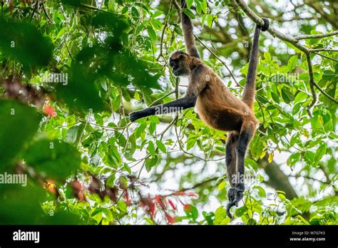 Geoffroy S Spider Monkey Ateles Geoffroyi Stock Photo Alamy