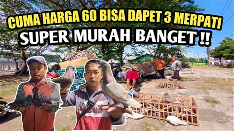 Super Murah Merpati Cuma Ribuan Di Pedagang Pinggir Jalan Cilacap