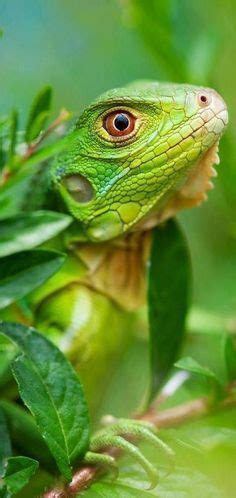 Pin by Bożenna Kolanowska on gady płazy Iguana pet