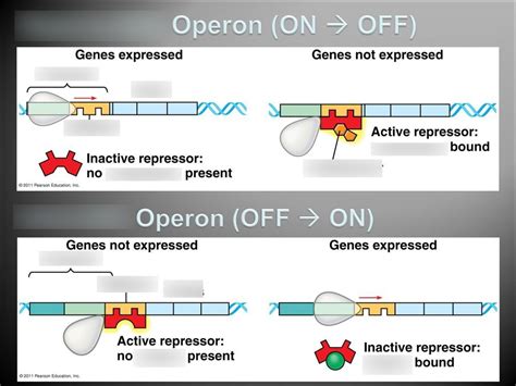 Apb G B Operon Diagrams Diagram Quizlet