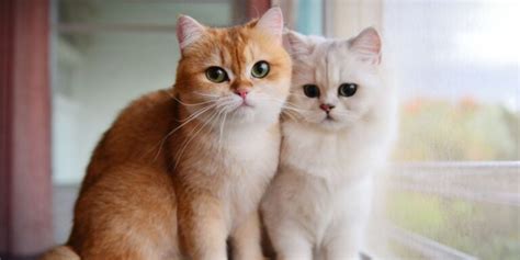 Wanneer Werden Katten Gedomesticeerd Een Korte Geschiedenis Belcat