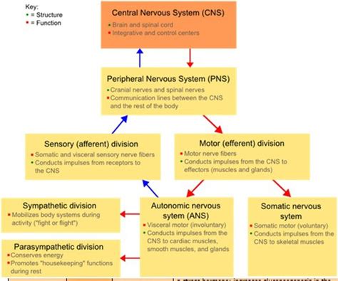 List Pictures The Autonomic And Somatic Nervous Systems Are