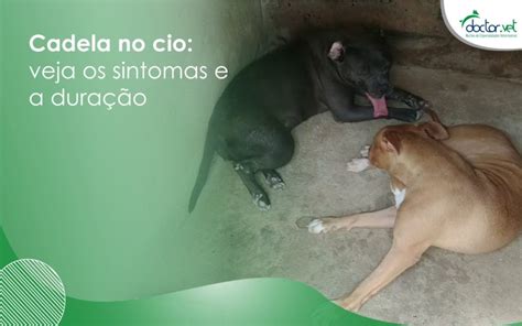 Cadela No Cio Veja Os Sintomas E A Dura O Doctor Vet Aproveite A