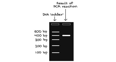 Ask Polymerase Chain Reaction PCR