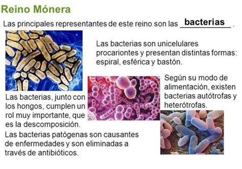 Reino monera explicación para los niños Reino monera