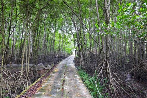 Khu Du Lịch Sinh Thái Rừng Đước Trà Vinh