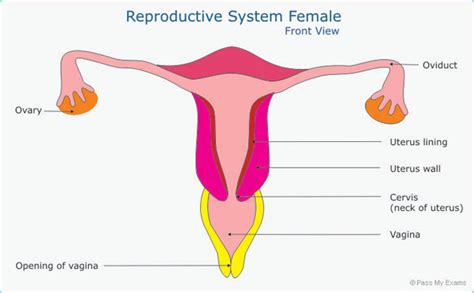 Sexual Reproduction Pass My Exams Easy Exam Revision Notes For Gsce Biology