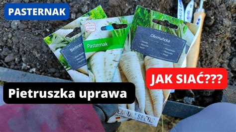 Pietruszka Pasternak Uprawa Pietruszki Jak Sia Pietruszk Kiedy