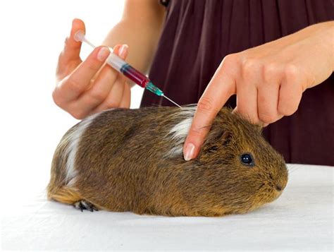 Cómo identificar si tu cobaya está enferma Roedores Domésticos