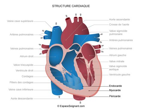 Anatomie Du Coeur Cours Aides Soignants Coeur Anatomie Cours Aide