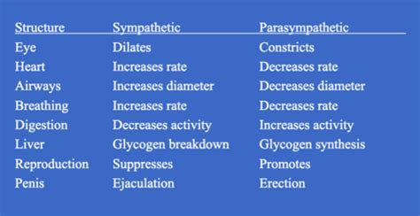 Nervous System II Flashcards Quizlet