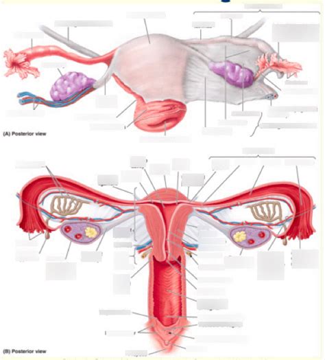 Principles Anatomy Internal Female Genitalia Diagram Quizlet