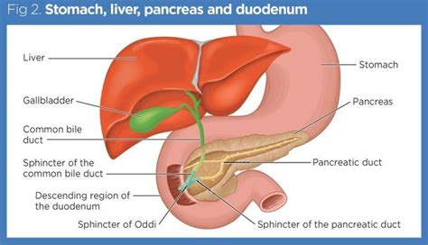 Gallbladder Duct Anatomy Of The Pancreas Liver Duodenum And Stomach