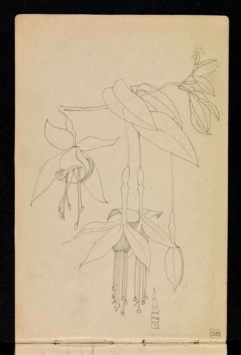 Pin By Maxie Jingles On Journal Botanicals Sketch Book Botanical