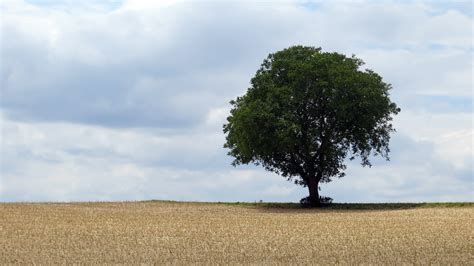Free Images Landscape Tree Nature Horizon Cloud Sky Field