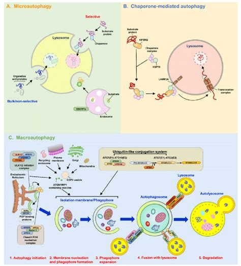 Overview Of The Molecular Mechanisms Regulating Autophagy Autophagy Is