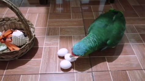 Mi Loro Sigue Poniendo Huevos YouTube