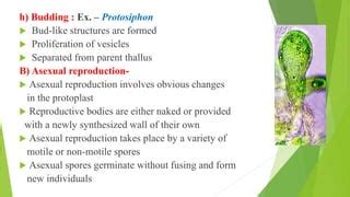 Reproduction In Algae By Dr Neeraj Kumar Tiwari Pdf