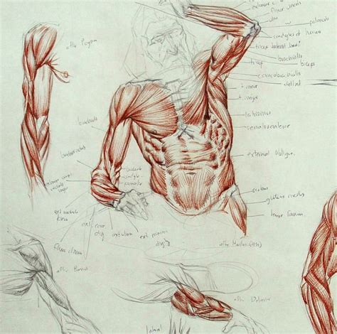 Pin On Anatomy Reference Anatomy Reference Sketches Humanoid Sketch