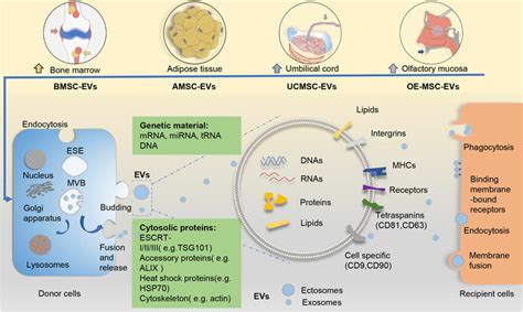 EVs From Different Sources Of Mesenchymal Stem Cells And Their