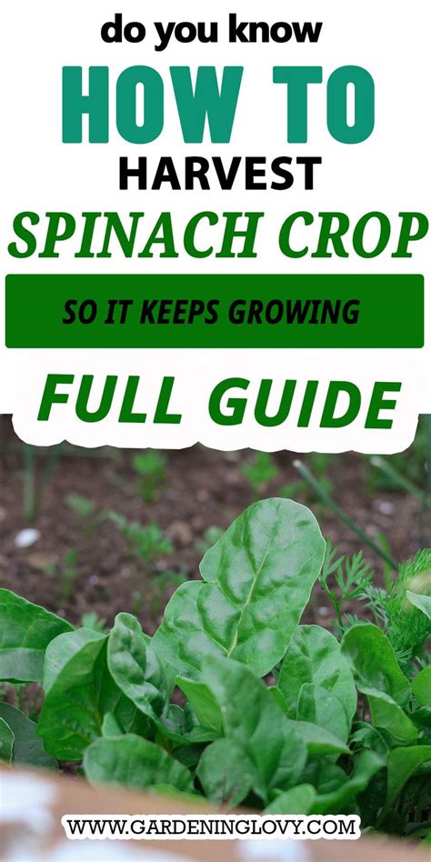 How To Harvest Spinach Crop So It Keeps Growing Exclusive Ways