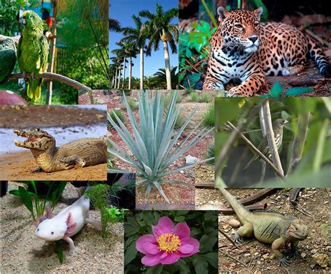 Especies End Micas Del Mundo Y Cuales Son Las M S Importantes