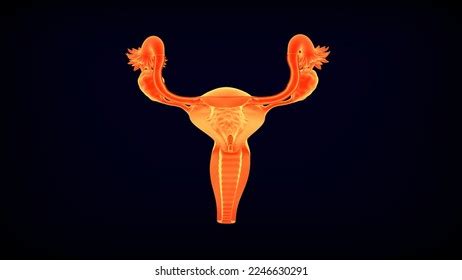 Female Reproductive System Cross Section Medical Stock Illustration