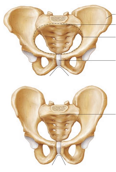 Pelvis Diagram Quizlet