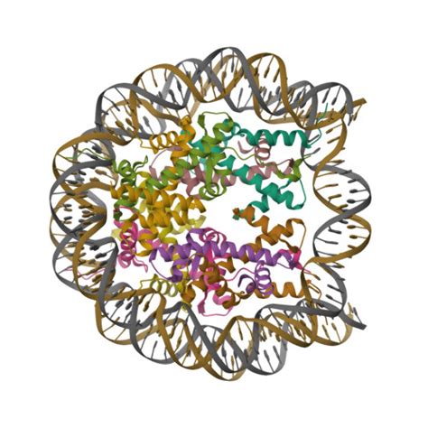 RCSB PDB 7VZ4 Cryo EM Structure Of Human Nucleosome Core Particle