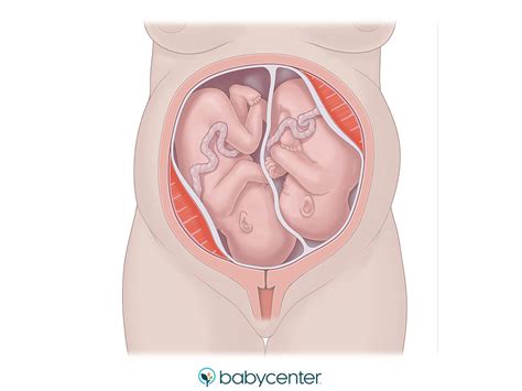 Fetal Growth Chart Twins A Visual Reference Of Charts Chart Master