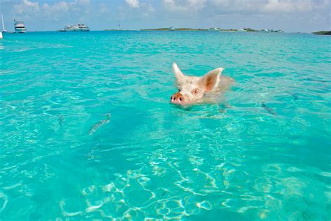 Kostenlose Foto Strand Meer Natur Ozean Wildnis Tier Ferien