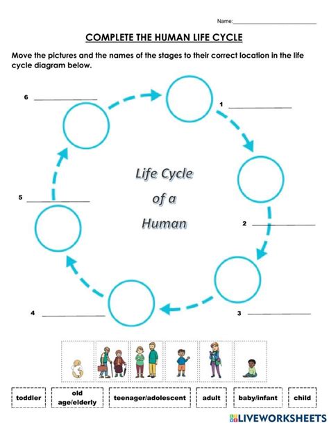 Human Life Cycle Activity For Human Life Cycle Life Cycles