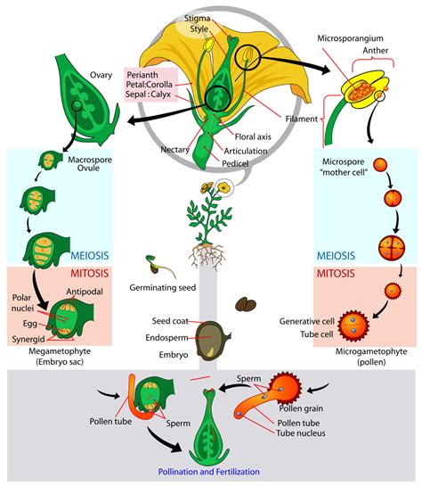 Fecondazione Con Fiori E Polline Riproduzione Delle Piante Angiosperme