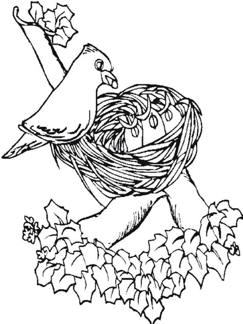35 Última Desenho Para Colorir Passarinho No Ninho Alyshia Kanters Blogs