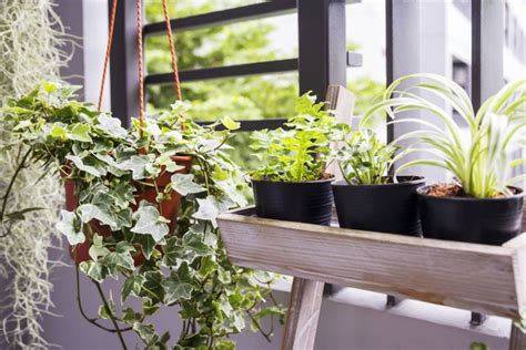 Cu Les Son Las Mejores Plantas Para Departamento Nexo