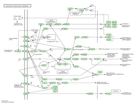Kegg Pathway Oxytocin Signaling Pathway Homo Sapiens Human
