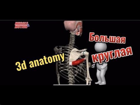 Большая круглая мышца 3d anatomy MUSCLE MOTION YouTube