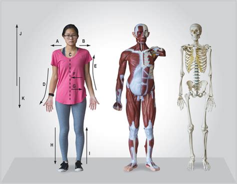 Anatomy And Physiology Module Flashcards Quizlet