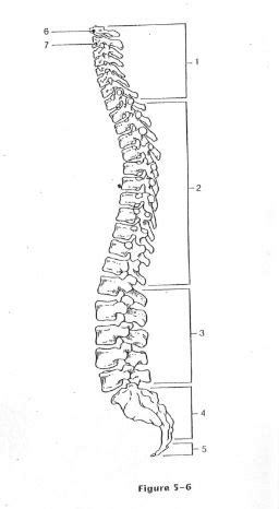 Human Spine Bones Diagram Quizlet