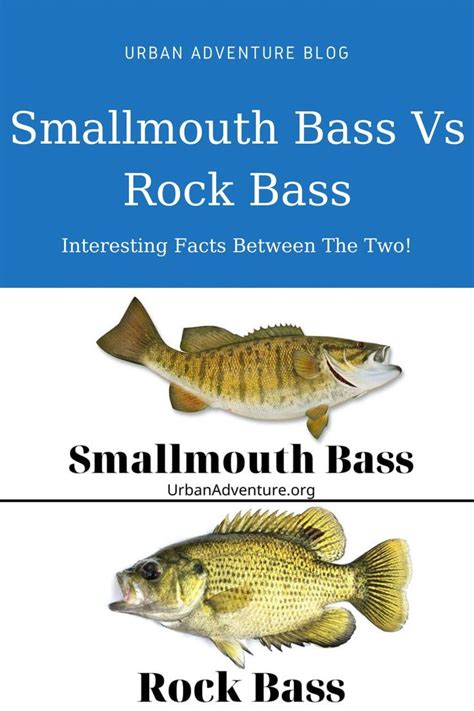 Smallmouth Bass Vs Rock Bass Interesting Facts Between The Two