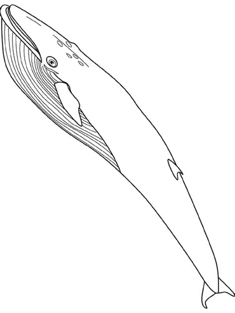 247 dessins de coloriage baleine à imprimer sur LaGuerche Page 3