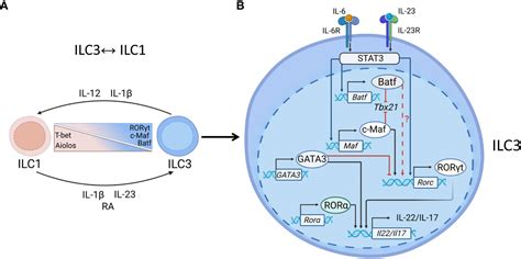 Frontiers Transcriptional Control Of Ilc Identity