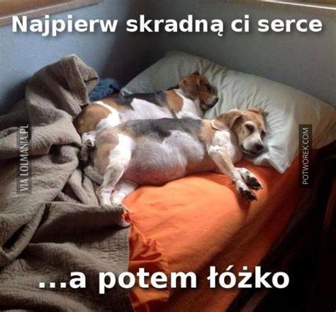 Demotywatory Memy Zwierzęta Potworek dowcipy kawały
